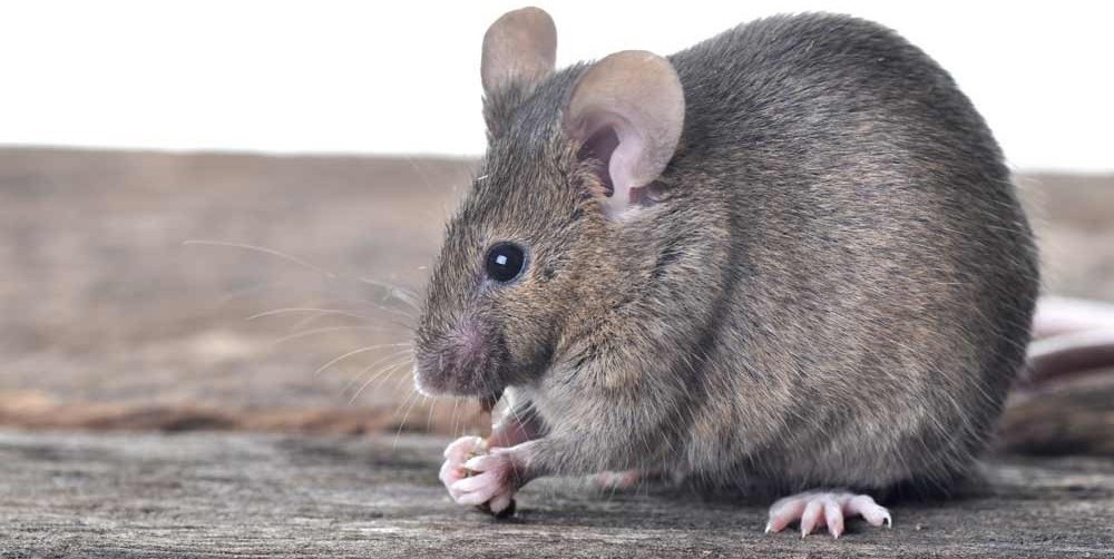 Husmus & Halsbåndsmus | Mortalin